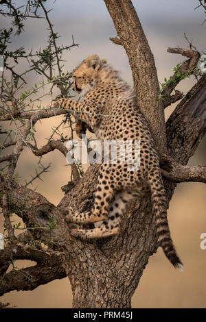 Cheetah cub on hind legs wrestles mother Stock Photo - Alamy