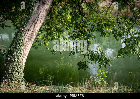 trees of parks on sunny days Stock Photo - Alamy