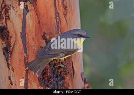 Eastern yellow robin, Queensland, Australia Stock Photo - Alamy