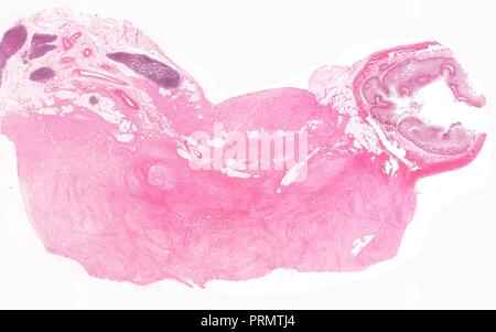Human tissue slices, close-up of inner organs Stock Photo - Alamy