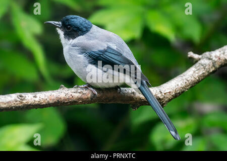 Black-headed Sibia (Heterophasia desgodinsi robinsoni) in Dalat ...