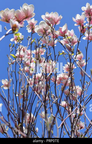 magnolia, genus Magnolia Stock Photo - Alamy