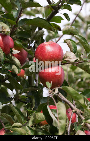 William Crump UK apple Stock Photo - Alamy