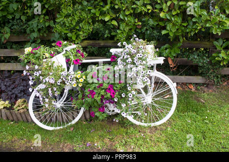 Roadside bicycle painted white with flower display of Yellow surfina ...