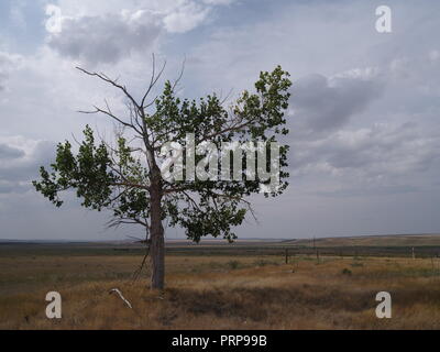 Last surviving tree of a prairie homestead, Saskatchewan, Canada ...
