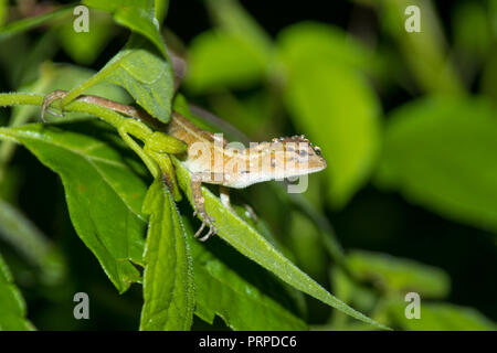 Chameleon with water drops on head after heavy rain in Kerala, India ...