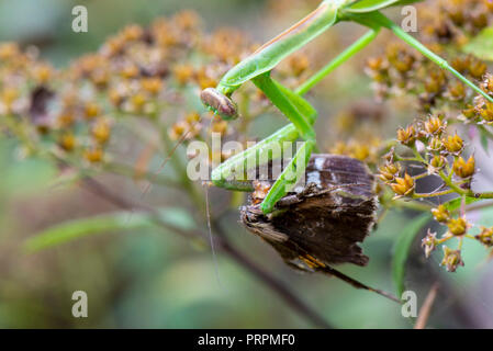 PRAYING MANTIS EATING SILVER SPOTTED SKIPPER (EPARGYREUS CLARUS ...