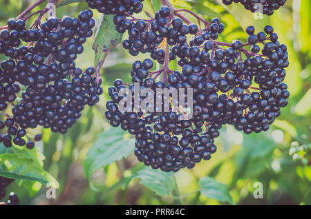 healthy ripe black elderberries cluster Stock Photo - Alamy