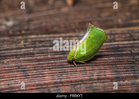 Flatid planthopper isolated on palm bark Stock Photo - Alamy