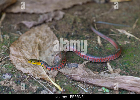 Painted keelback snake with colorful body crawling on the ground Stock ...