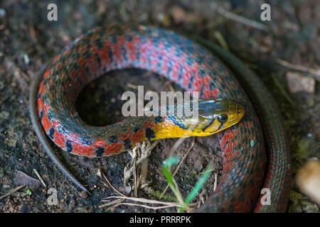 Painted keelback snake with colorful body crawling on the ground Stock ...