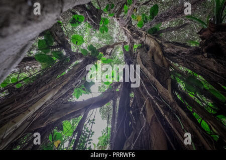 Tree roots inside the deep jungle. Chanchamayo - Peru Stock Photo - Alamy