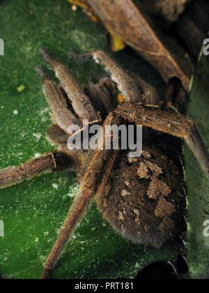 Venomous spider Phoneutria nigriventer (brazilian wandering spider ...