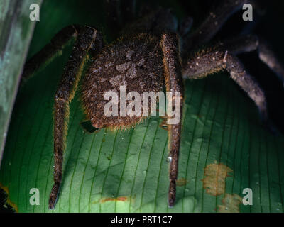 Top view macro of Phoneutria (brazilian wandering spider, armadeira ...