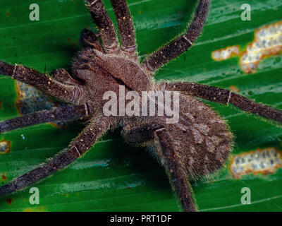 Infamous spider Phoneutria nigriventer (brazilian wandering spider ...
