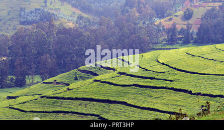 Tea plantations in north western Rwanda Stock Photo - Alamy
