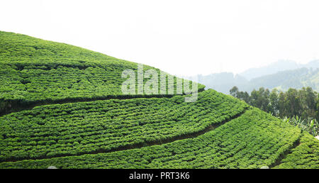 Tea plantations in north western Rwanda Stock Photo - Alamy