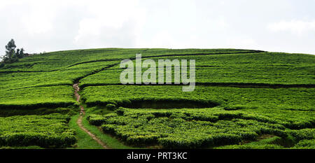 Tea plantations in north western Rwanda Stock Photo - Alamy