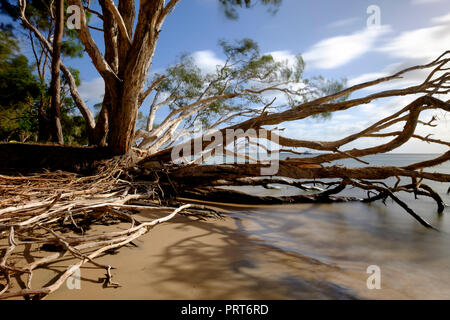 On the beachfront at Amity Point Stock Photo - Alamy