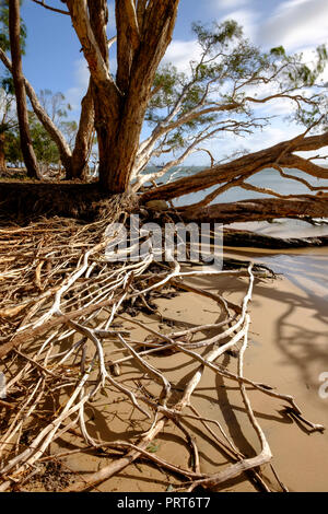 On the beachfront at Amity Point Stock Photo - Alamy