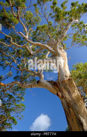 On the beachfront at Amity Point Stock Photo - Alamy