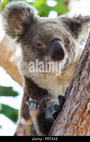 Koala at Amity Point Stock Photo - Alamy