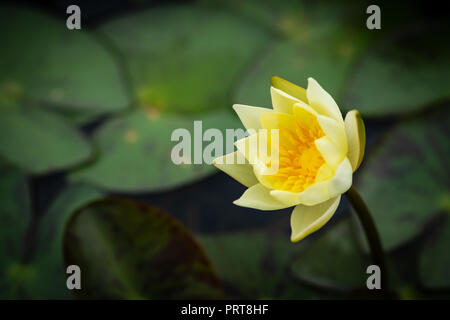 Lotus in the basin beautiful Stock Photo - Alamy