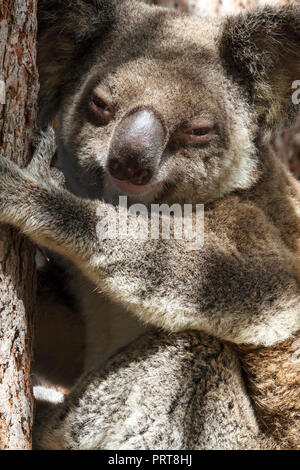 Koala at Amity Point Stock Photo - Alamy