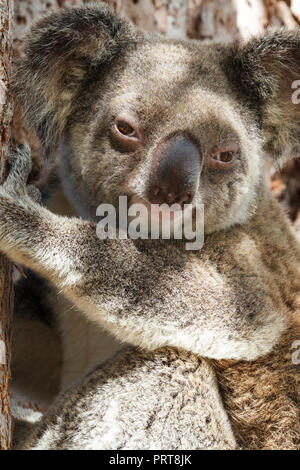 Koala at Amity Point Stock Photo - Alamy