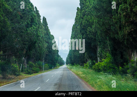 Pine road. Roads between the trees. The highway between beautiful green ...