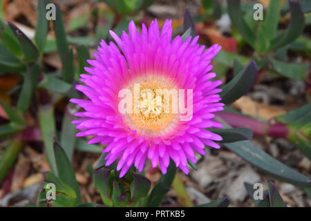 Pigface or Angular Pigface (Carpobrotus glaucescens) flowers shore of ...