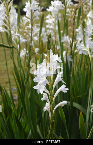 white watsonia close up Stock Photo - Alamy