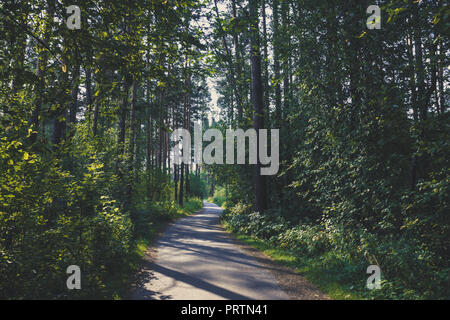 Pathway through beautiful forest with different trees Stock Photo - Alamy