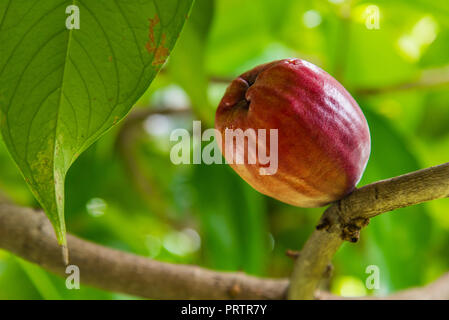 The pommerac fruit on the tree Stock Photo - Alamy
