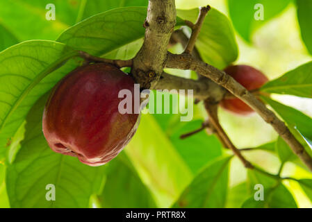 The pommerac fruit on the tree Stock Photo - Alamy