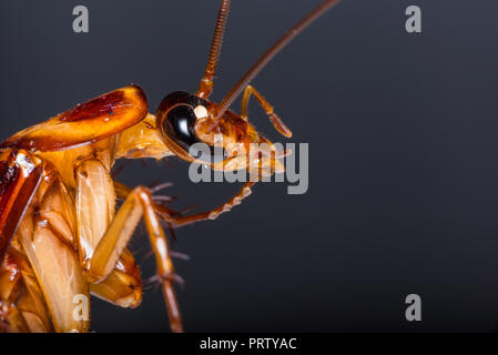 The close up photo of cockroach head isolated on white background Stock ...