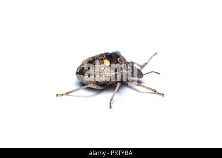 Two Spotted Sesame Bug (Eysarcoris guttiger) isolated on white ...