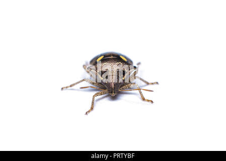 Two Spotted Sesame Bug (Eysarcoris guttiger) isolated on white ...