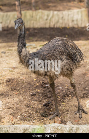 the emu is the tallest bird in Australia it can not fly Stock Photo - Alamy