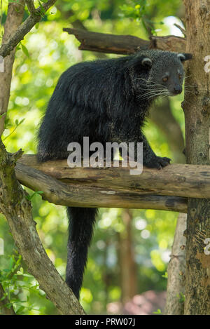A Binturong sit on the tree branch Stock Photo - Alamy
