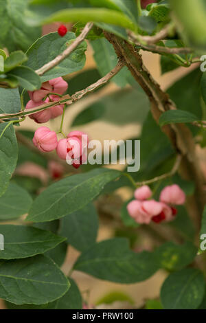 Euonymus phellomanus, young succulent poisonous pink berries of burning ...