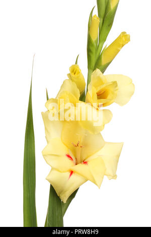 Pale yellow gladiolus flowers and foliage isolated against white Stock ...