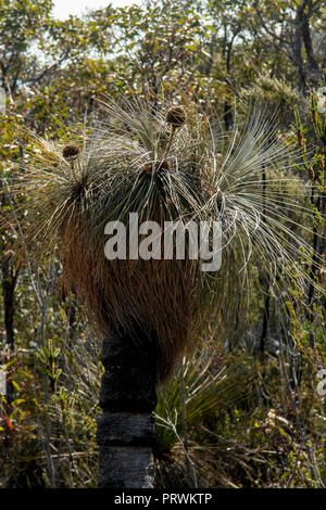 Kingia Australis or “Drumsticks”, Western Australia Stock Photo - Alamy