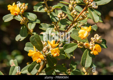 Yellow flowers of an Australian native pea Stock Photo - Alamy