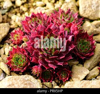 Hen and Chicks plant Red Sempervivum 'Bronco', Houseleek succulent red ...