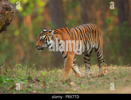 Radio Collared Bengal Tiger - at Kanha National Park (India Stock Photo ...