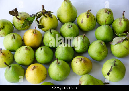 A group of handpicked pears during autumn Stock Photo - Alamy