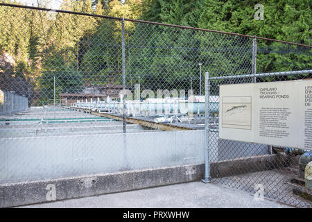 Fenced in area of Capilano River Regional Park fish hatchery rearing ...
