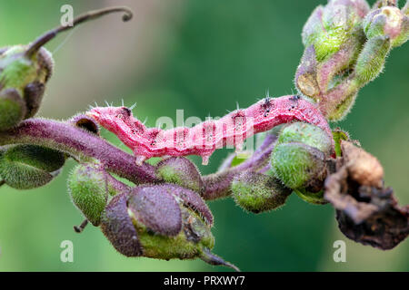 A tobacco budworm larva / caterpillar (Heliothis virescens) feeding on ...