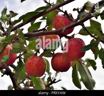 Malus domestica. Apple 'Red Falstaff' on the tree Stock Photo - Alamy